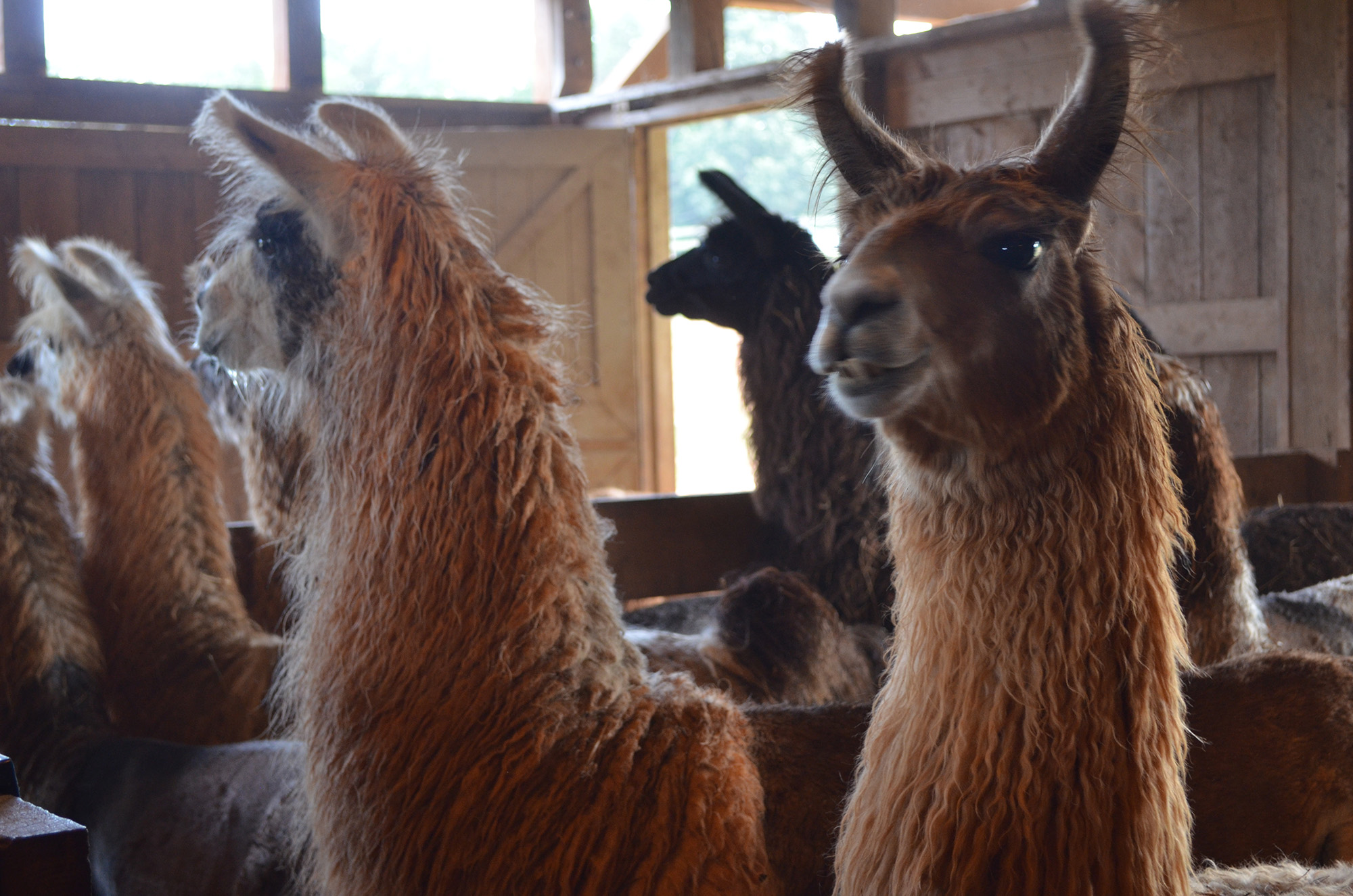 Four Fun Ways to Tour Winston-Salem | Visit Winston Salem